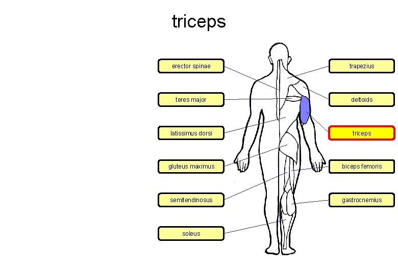 Posterior view of major muscles Click on the