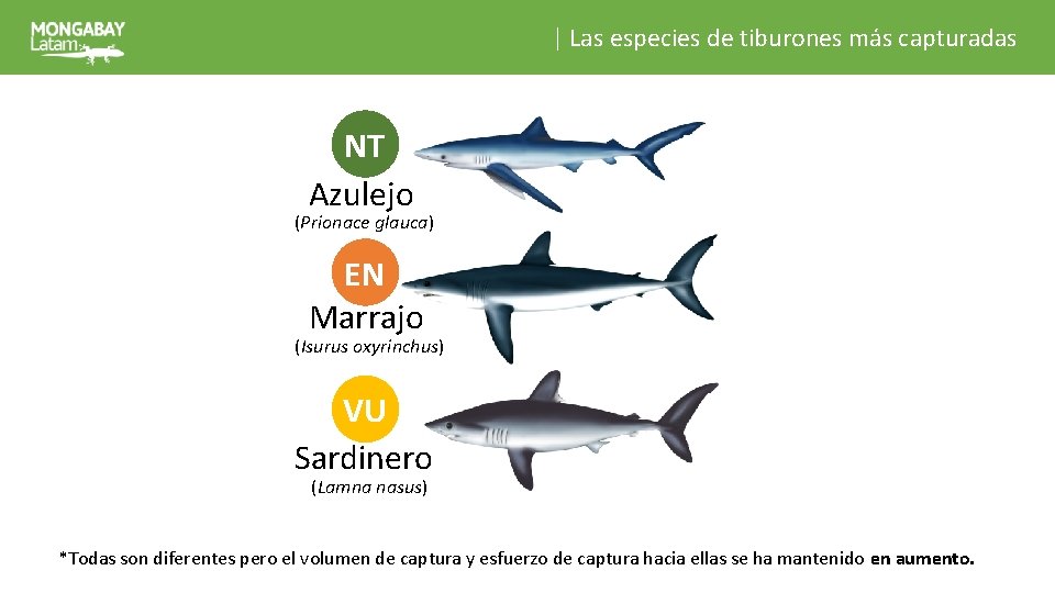 Tenemos tiburones en Chile 60 especies en aguas