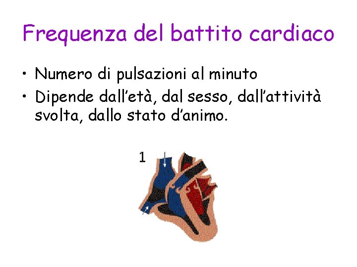 Apparato circolatorio COME SIAMO FATTI Il nostro corpo
