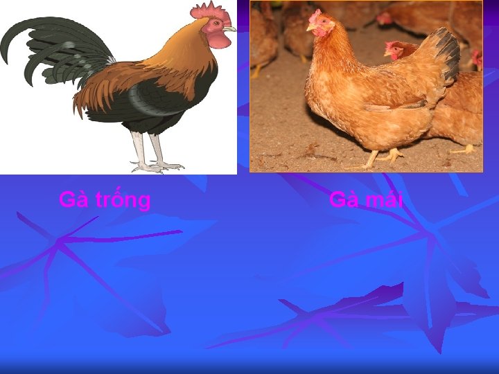 Tr chi gip nng tin c Ti tr