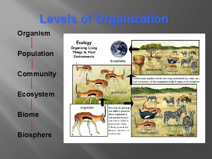 ECOLOGY 3 1 3 3 Studying Our Living