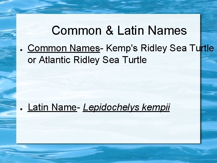Kemps Ridley Sea Turtle Common Latin Names Common