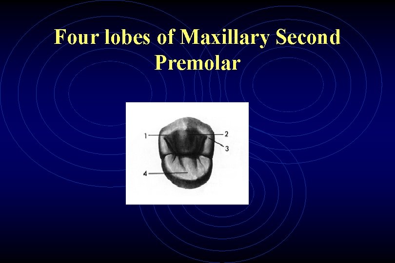 Dental Anatomy Course Introduction to Dental Anatomy Msd