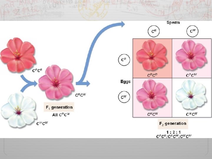 Section 7 1 Chromosomes and Phenotype Biology Objectives