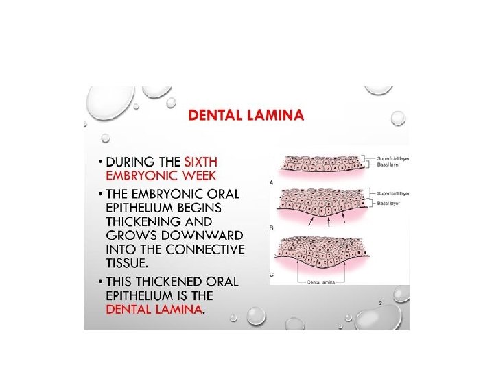 Embryology of Teeth Tongue Thyroid Dr Shivaram Bhat