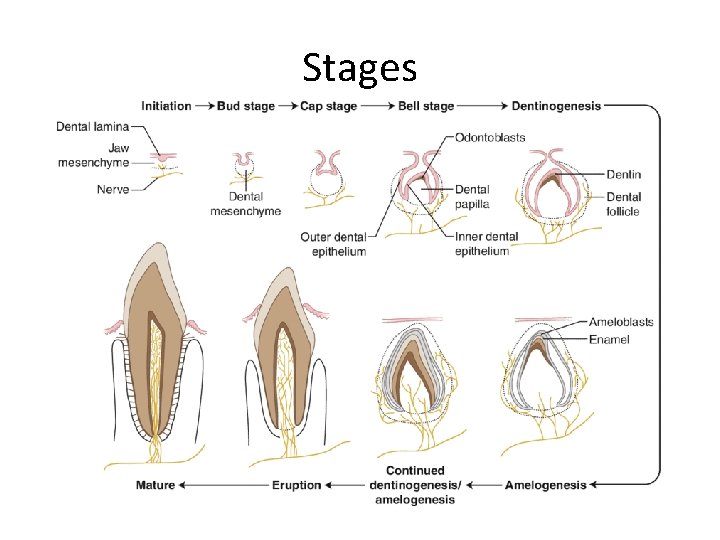 Embryology of Teeth Tongue Thyroid Dr Shivaram Bhat