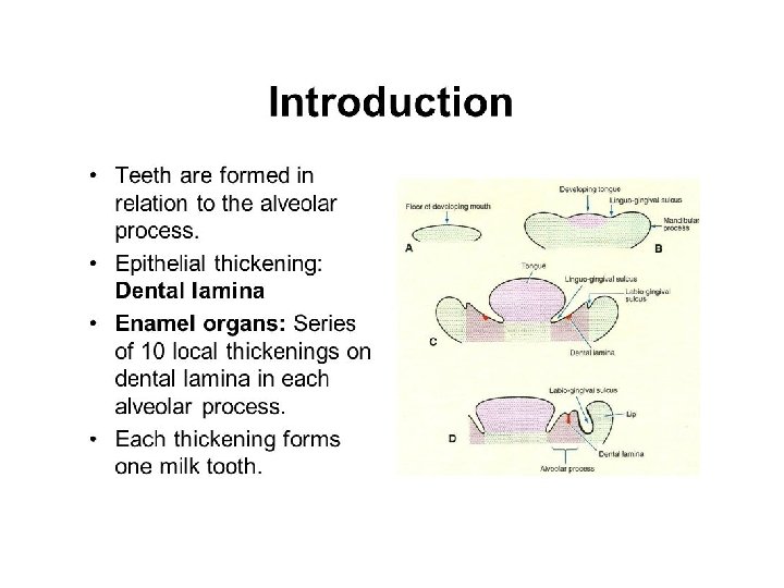 Embryology of Teeth Tongue Thyroid Dr Shivaram Bhat