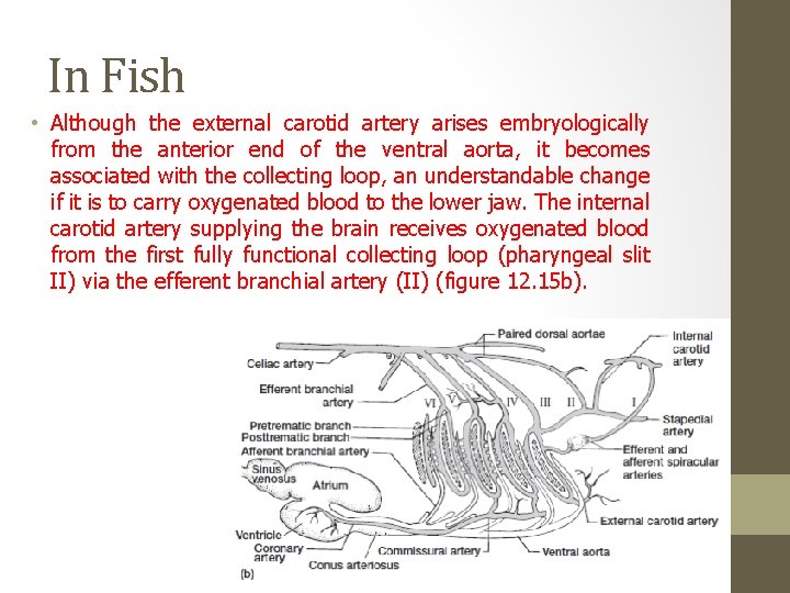 Comparative anatomy structural organization of aortic arches in