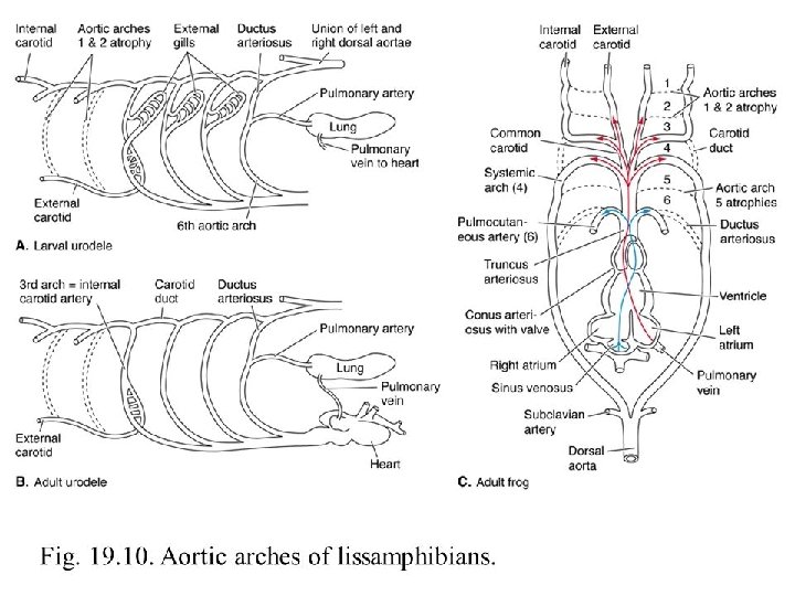 Comparative anatomy structural organization of aortic arches in
