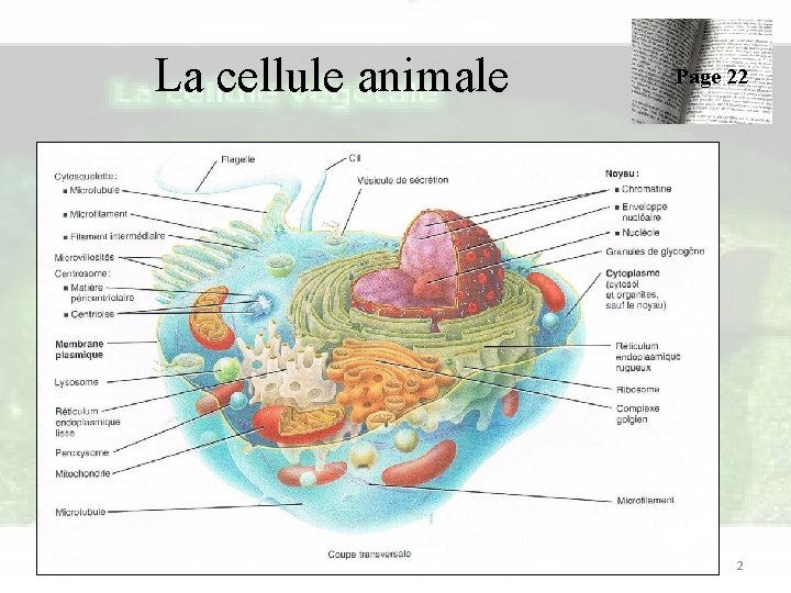 Les cellules vgtales 1 La cellule animale Page