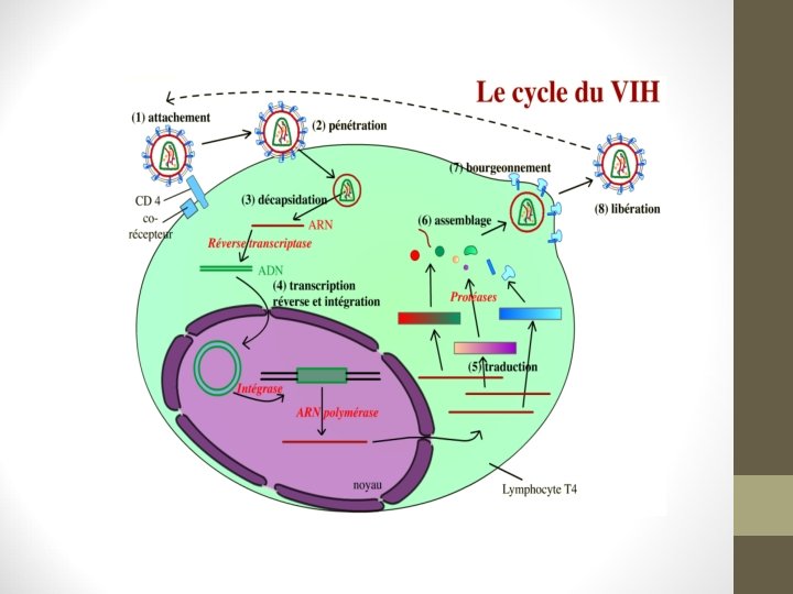 Infection VIH et SIDA cours IFSI 291020 Dr