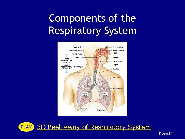Components of the Respiratory System PLAY 3 D