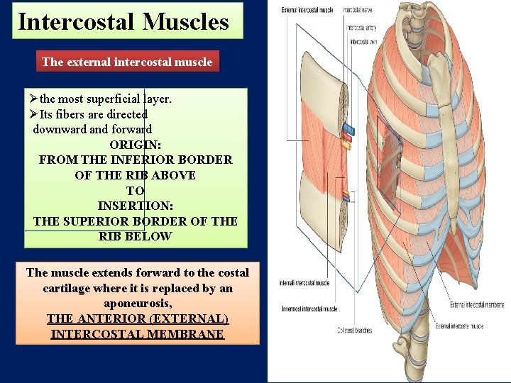 Anatomy of the Thorax A THE THORACIC WALL