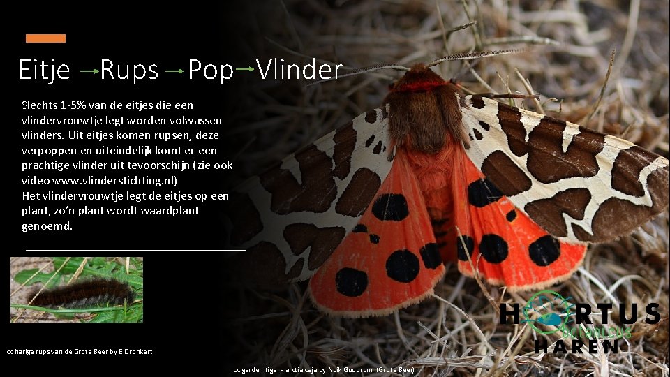 Vlinders Lepidoptera Schubvleugeligen Cc kleine vos by Johan
