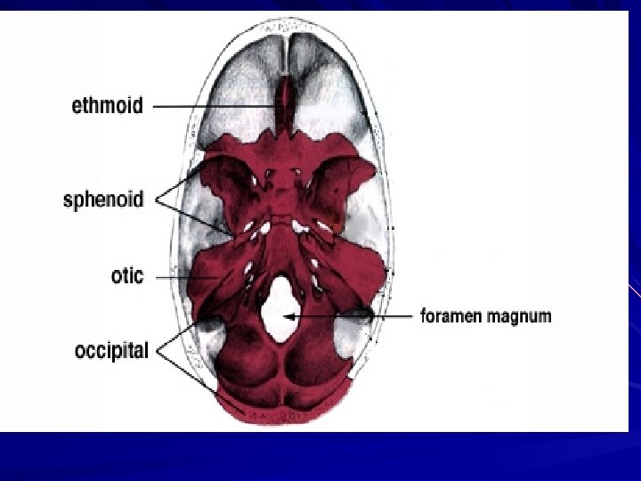 Skull Vertebrate Skull consists of Neurocranium Chondrocranium ...