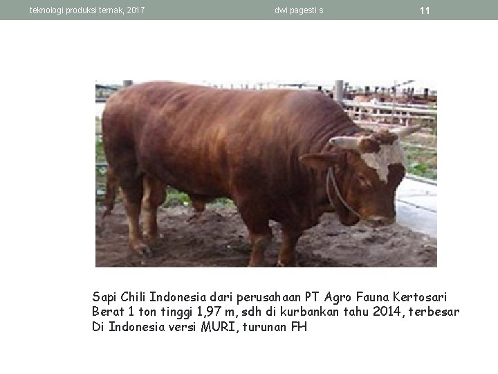 teknologi produksi ternak 2017 dwi pagesti s Sapi