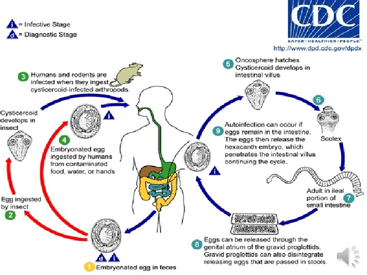 Hymenolepis nana Vampirolepis nana Dwarf tapeworm Taenia nana