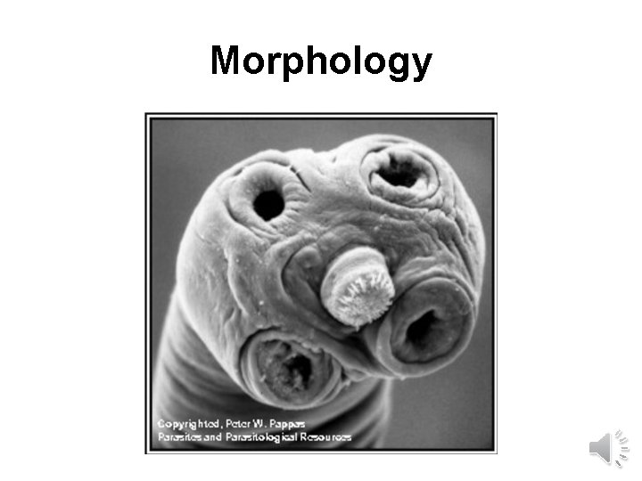 Hymenolepis nana Vampirolepis nana Dwarf tapeworm Taenia nana