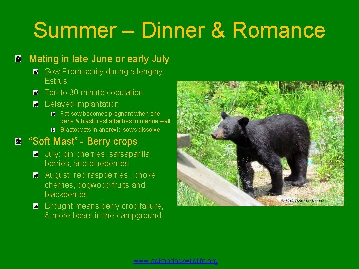 Understanding Black Bears Steve Hall Adirondack Wildlife Refuge