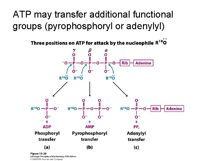 Metabolism encompasses degradative and biosynthetic pathways Catabolism ...