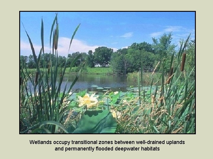Wetlands An Introduction By Wynn W Cudmore Ph