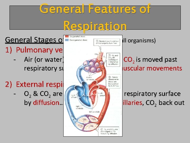 Ch 22 Respiratory System Sec 22 1 Adaptations