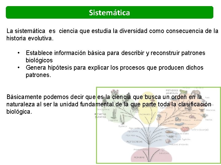 Tema 5 Sistemtica Tema 5 Sistemtica 1 Sistemtica