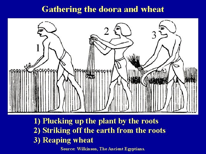 Ancient Egyptian Agriculture and the Origins of Horticulture