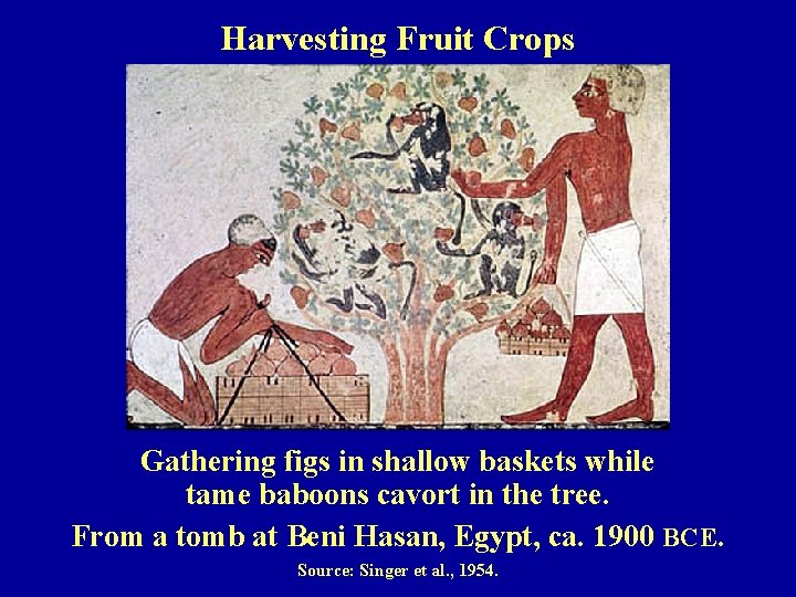 Ancient Egyptian Agriculture and the Origins of Horticulture