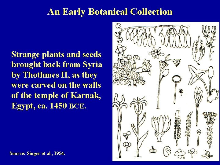 Ancient Egyptian Agriculture and the Origins of Horticulture