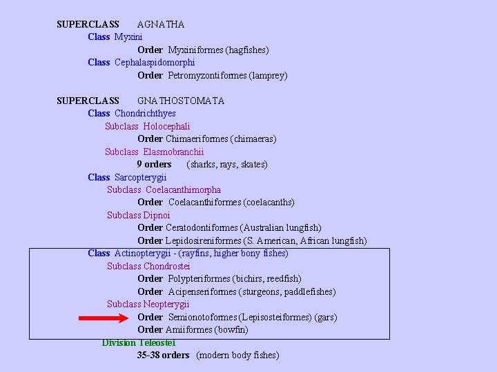 SUPERCLASS AGNATHA Class Myxini Order Myxiniformes hagfishes Class