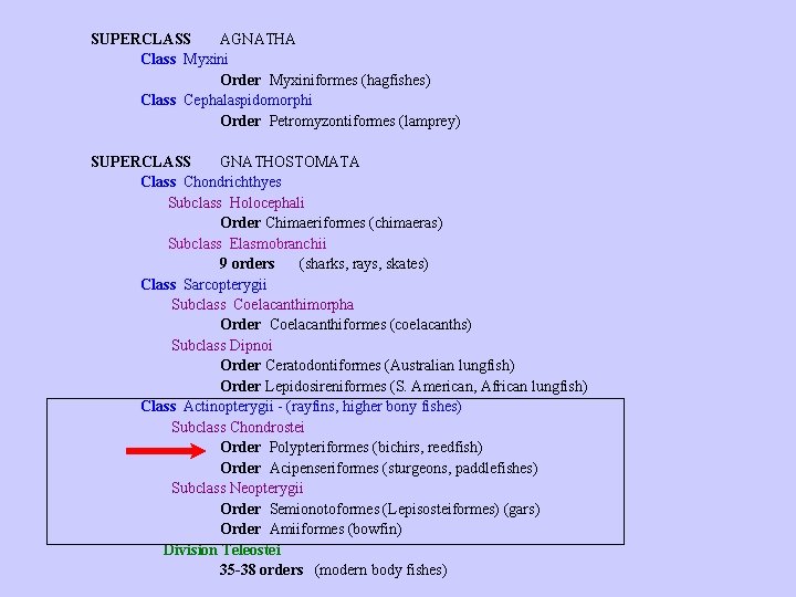 SUPERCLASS AGNATHA Class Myxini Order Myxiniformes hagfishes Class