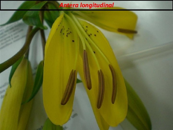 FLOR Estrutura complexa presente nos vegetais vasculares e