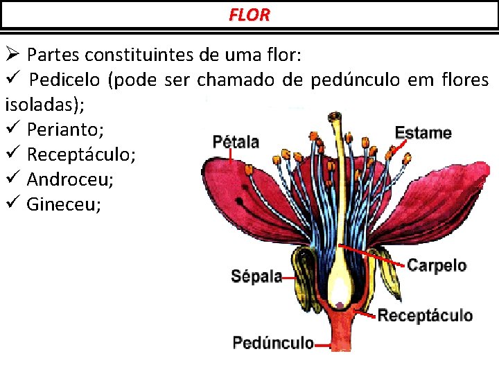 FLOR Estrutura complexa presente nos vegetais vasculares e
