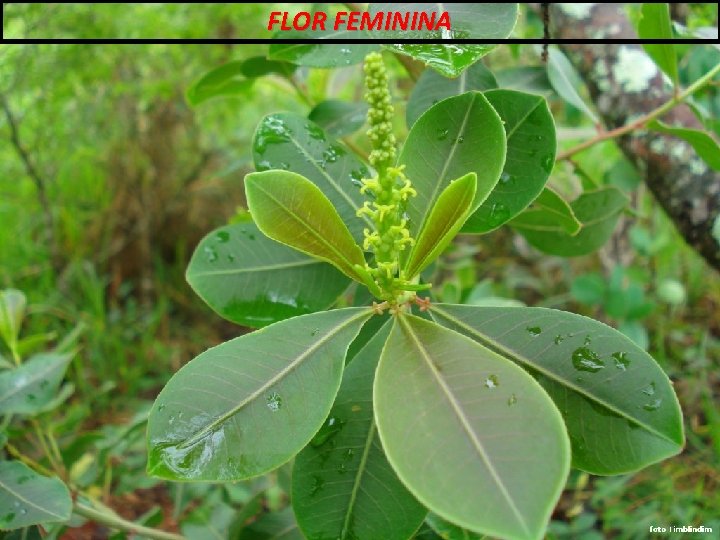 FLOR Estrutura complexa presente nos vegetais vasculares e