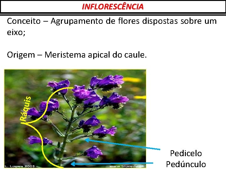 FLOR Estrutura complexa presente nos vegetais vasculares e
