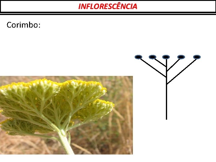 FLOR Estrutura complexa presente nos vegetais vasculares e