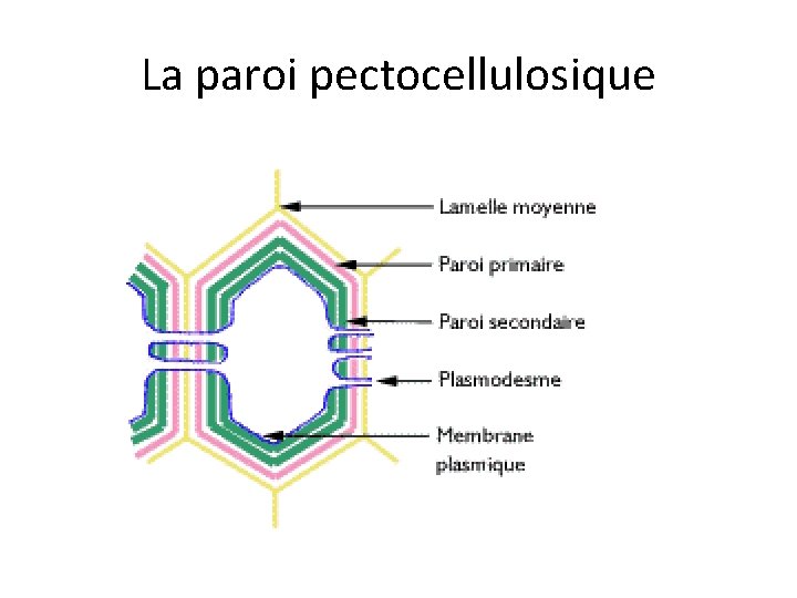 Principaux constituants de la cellule Structure Fonction Paroi