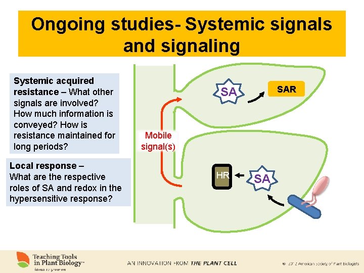 Salicylates plant hormones and painkillers Salicylic Acid Acetylsalicylic