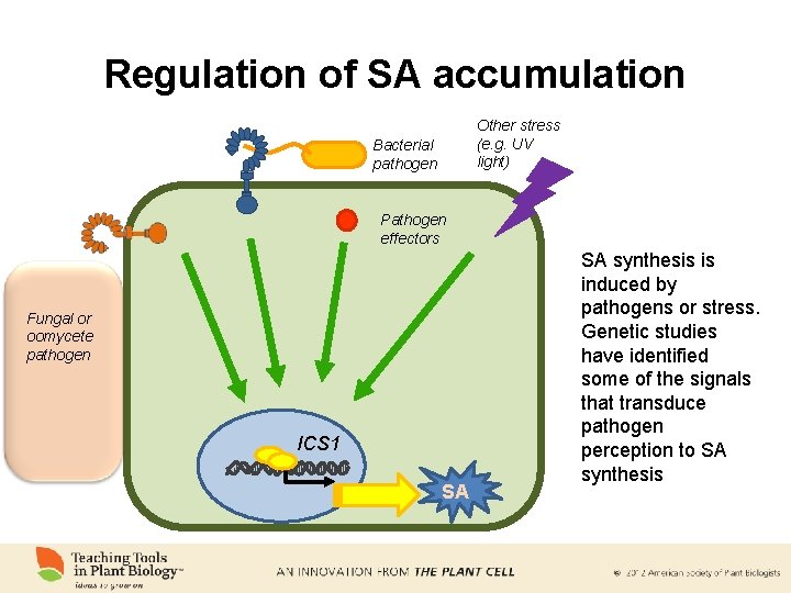 Salicylates plant hormones and painkillers Salicylic Acid Acetylsalicylic