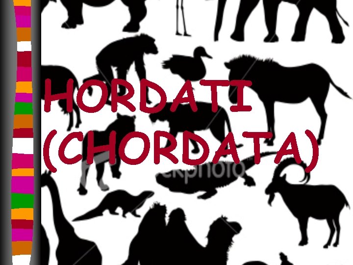 HORDATI CHORDATA OPTE ODLIKE HORDATA Oko 50 200