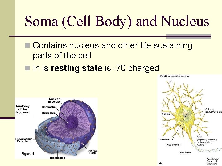 Unit 2 Neurobiology Neurons Brain Body Systems Neuroscience