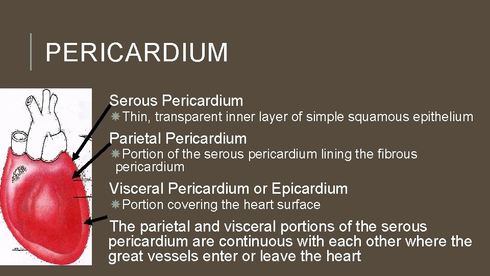 ANATOMY PHYSIOLOGY OF THE HEART Unit 12 Chapter
