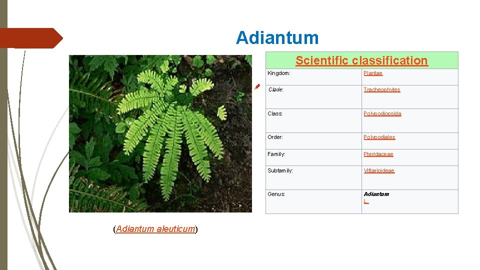 Pteridophytes General Characteristics Class Teacher Dr Hannnan Mukhtar