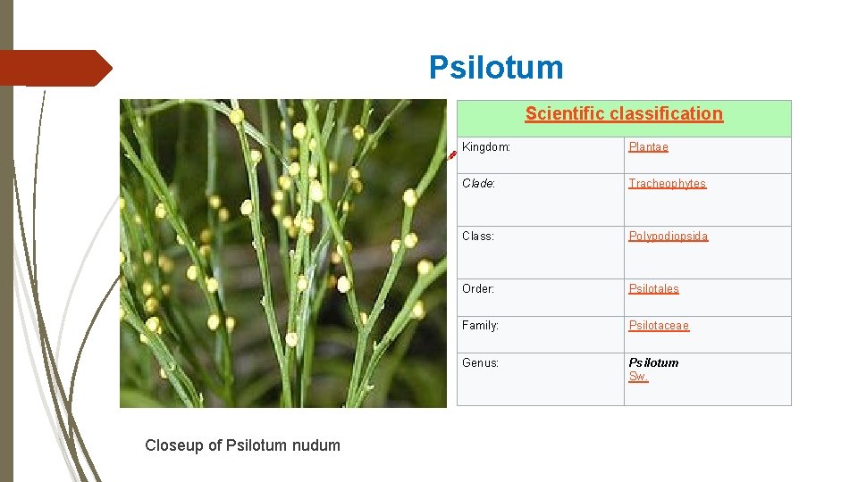 Pteridophytes General Characteristics Class Teacher Dr Hannnan Mukhtar