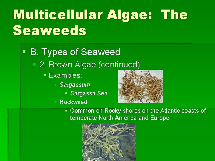 Multicellular Primary Producers Seaweeds Marine Biology and Plants