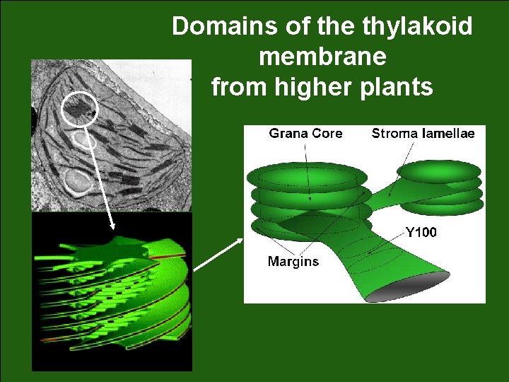 The Dynamics of Thylakoid Membranes from Higher Plants