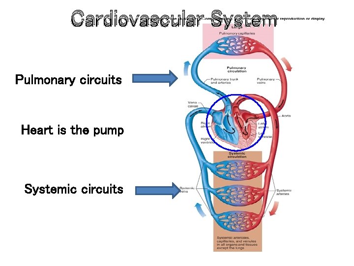 Cardiac Action Potential and Basis of ECG By