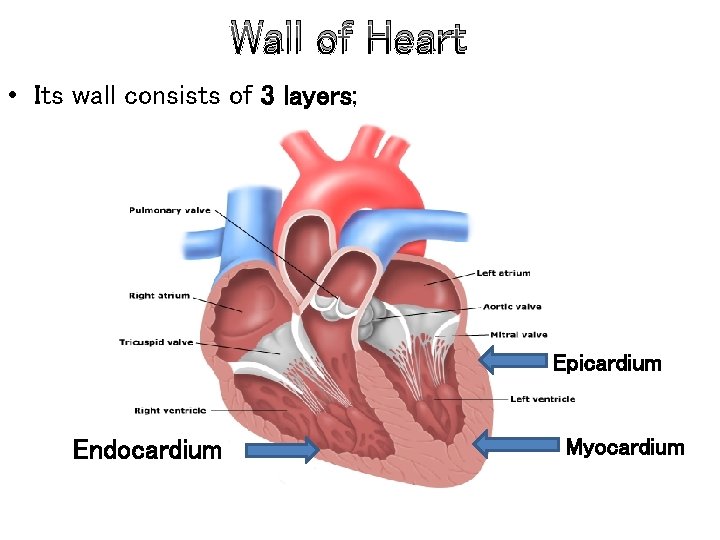 Cardiac Action Potential and Basis of ECG By