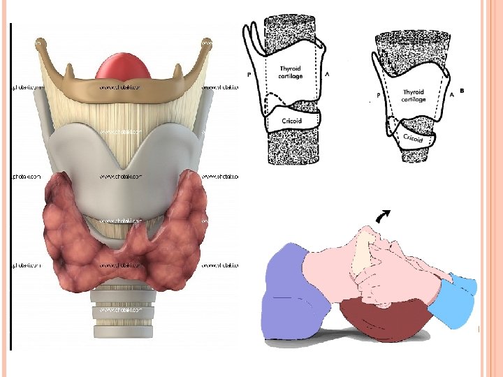 UNIDAD 5 ANATOMIA LARINGEA ANATOMA LARINGEA La Laringe